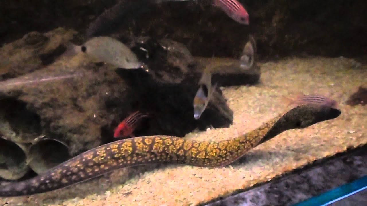 Beautiful Colorful fish with Ali - YouTube