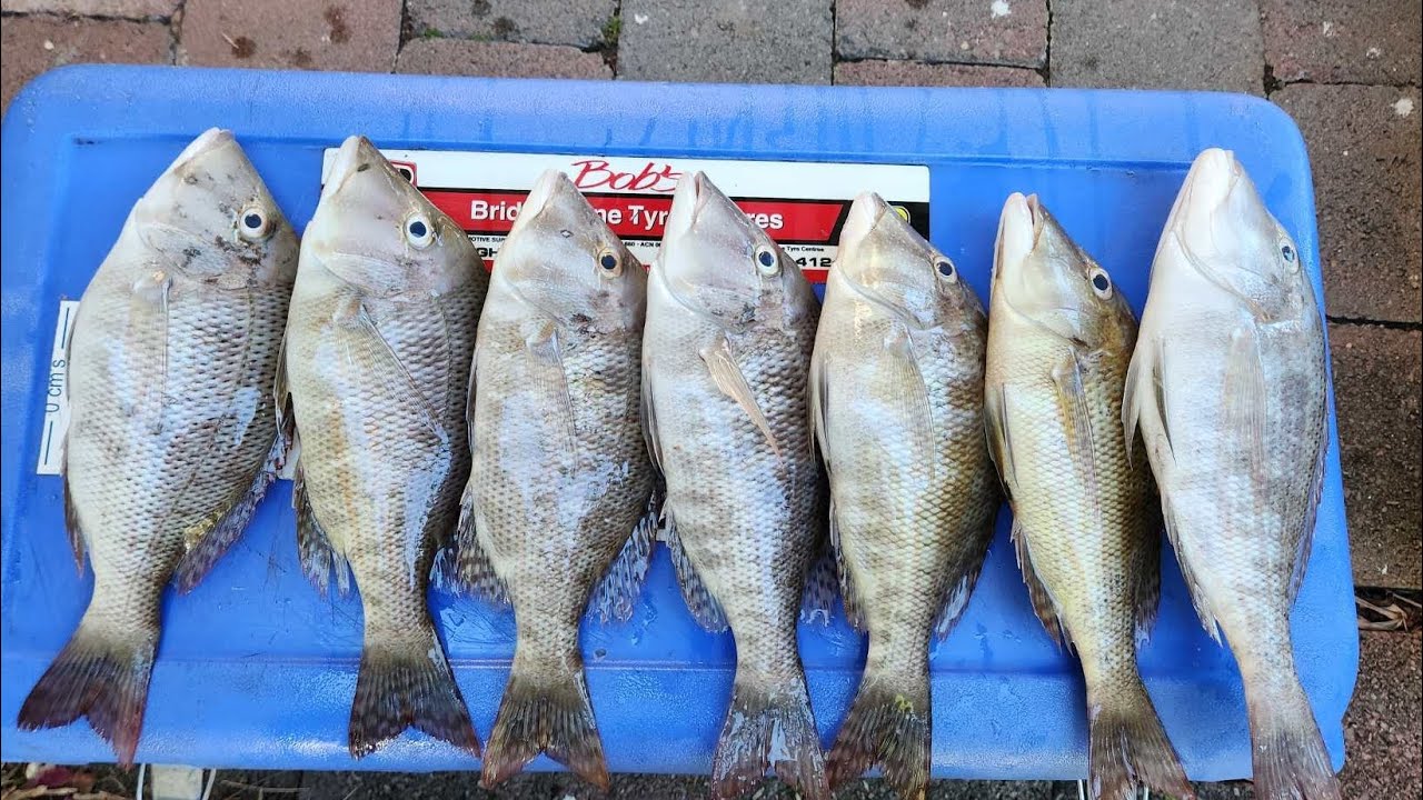 Captain Goody Episode 90.. 34 fish.. sharks, grassies, tuskfish, cod ...