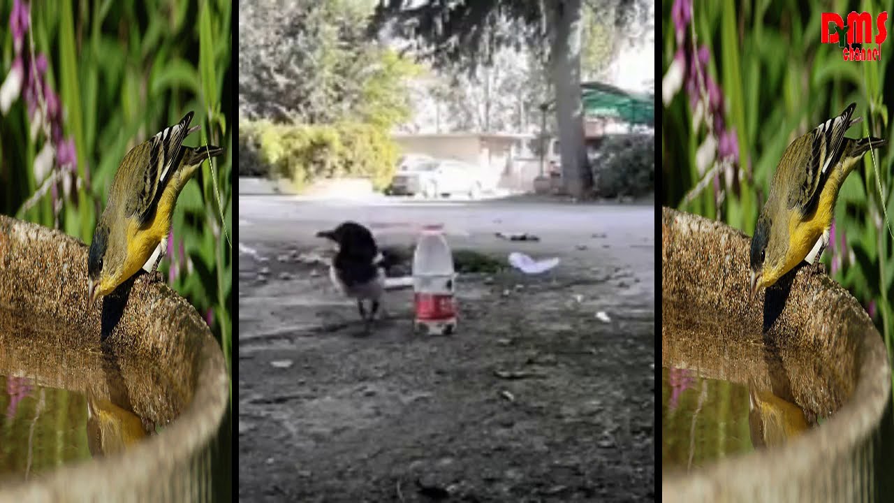 #Clever_birds | Bird's stories of cleverness had came real | Bird's ...