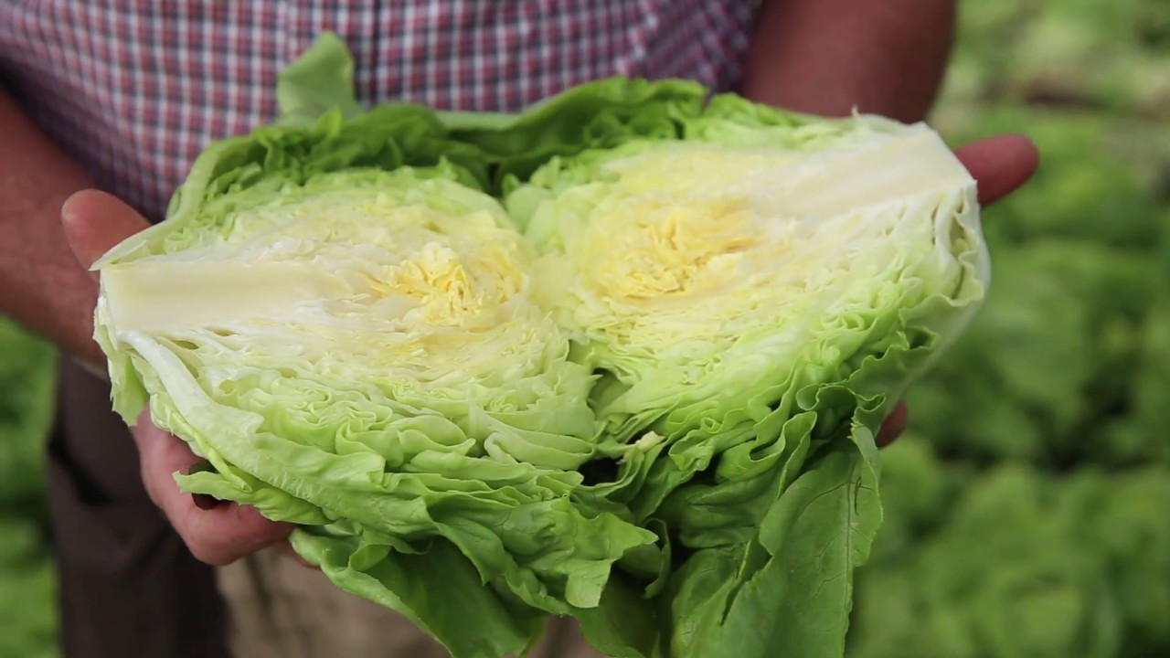 BLOSTER Project | Agrocode Bioscience - YouTube