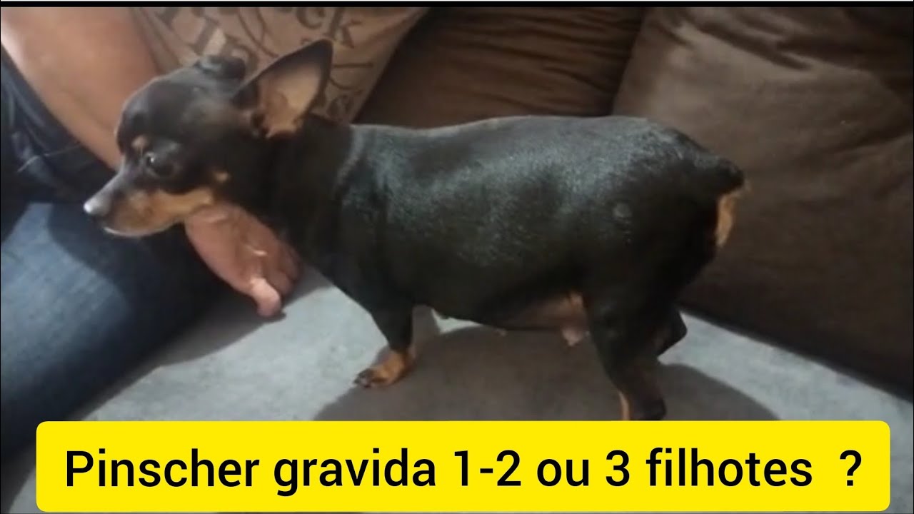 pinscher grávida com 62 dias deve pari de hoje pra amanhã. - YouTube