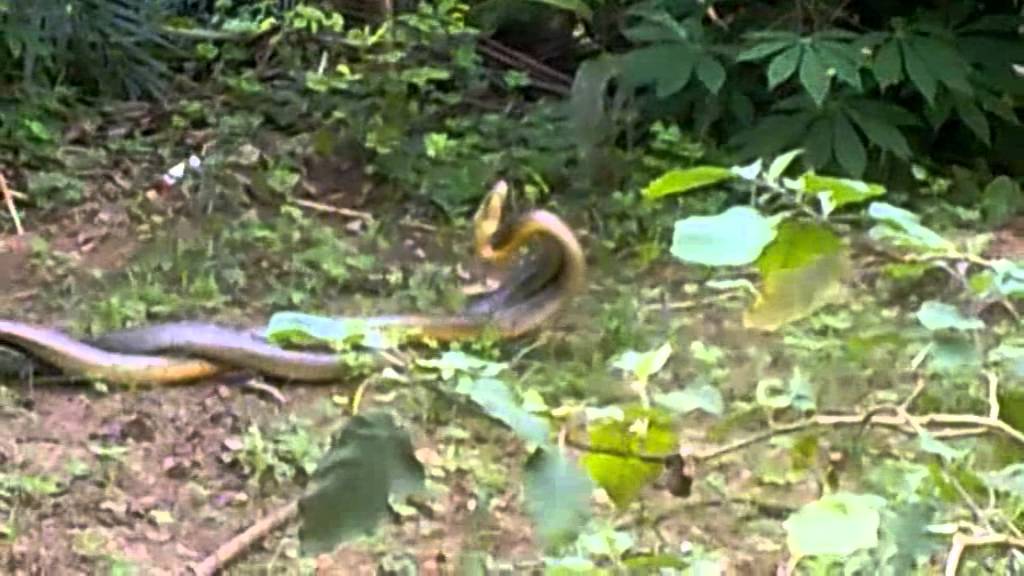 Snakes courting in our garden - YouTube