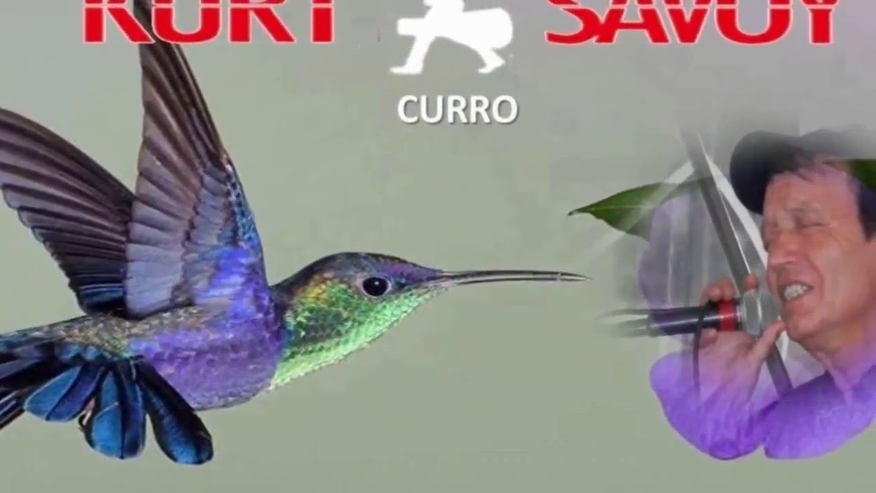 COLIBRI - KURT SAVOY (Curro) - YouTube
