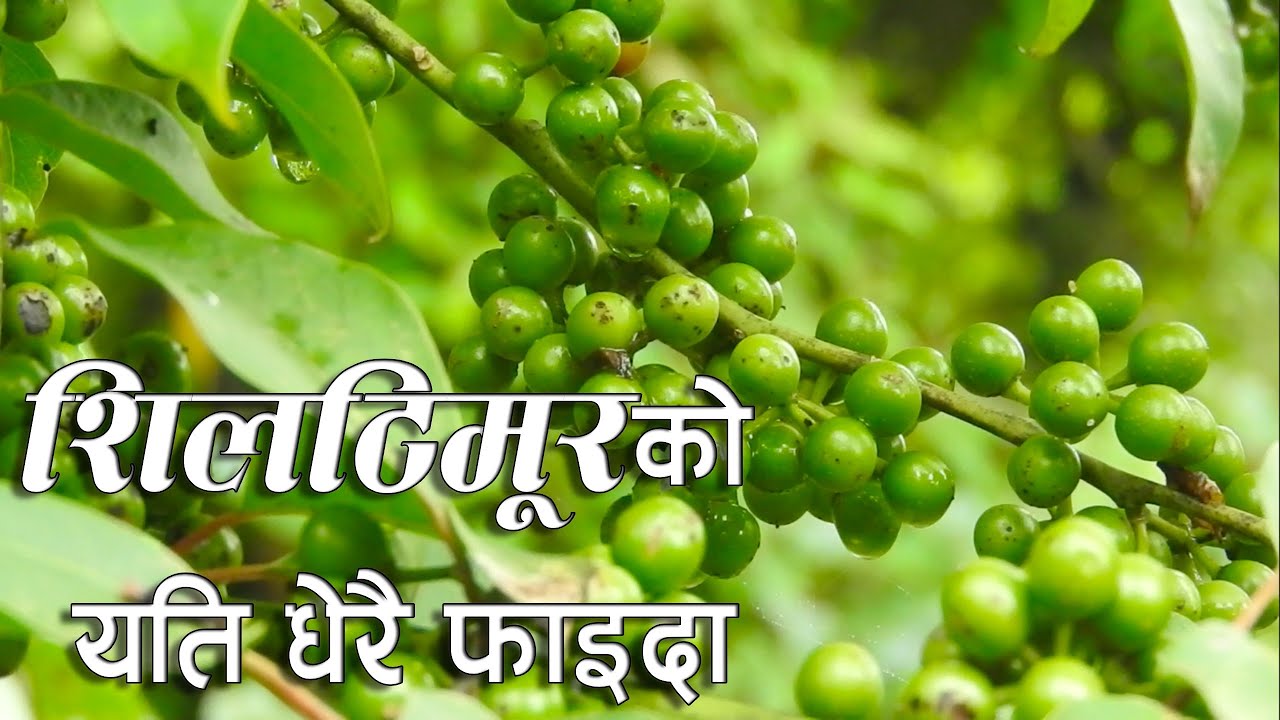 || Lindera neesiana || Sil-Timur || Sil-Timur Berry || - YouTube