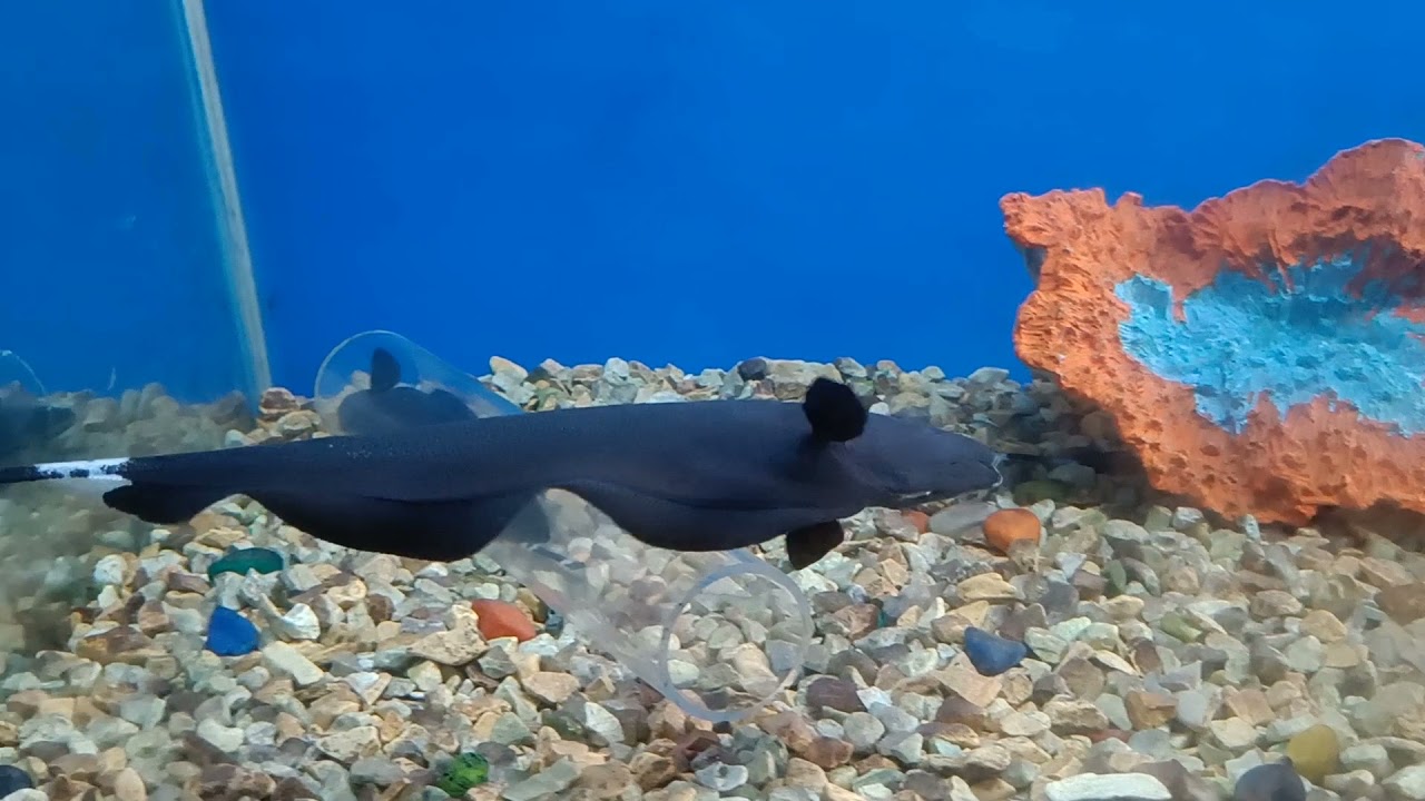 Stylish fish - YouTube