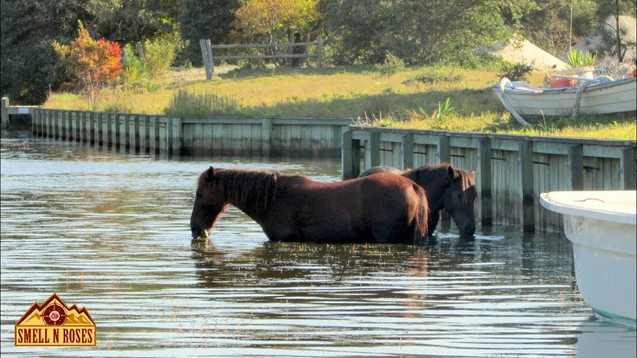 Corolla Wild Horse Tour Outer Banks North Carolina - YouTube