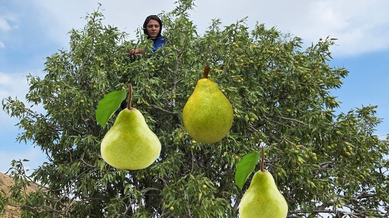 The secret of the real life of Iranian nomads: harvesting wild pears ...
