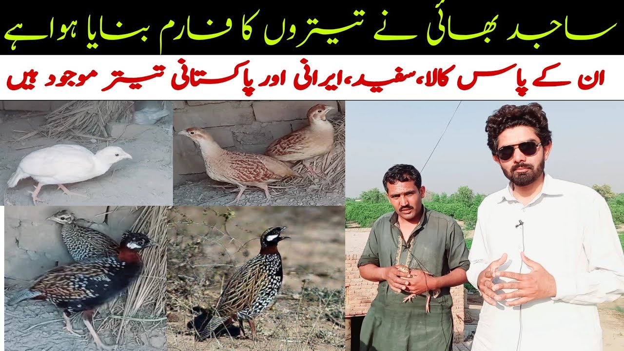 teeter farming in Pakistan | Kala teeter | Irani teeter | white teeter ...