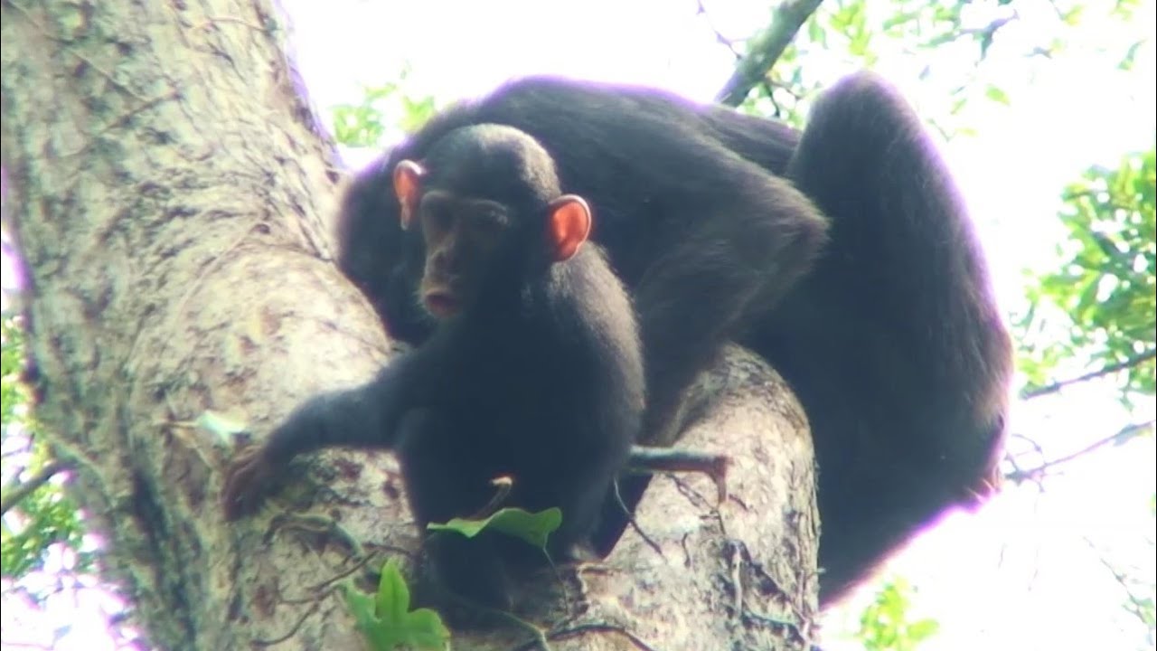Goualougo Chimpanzees Forage for Honey - YouTube