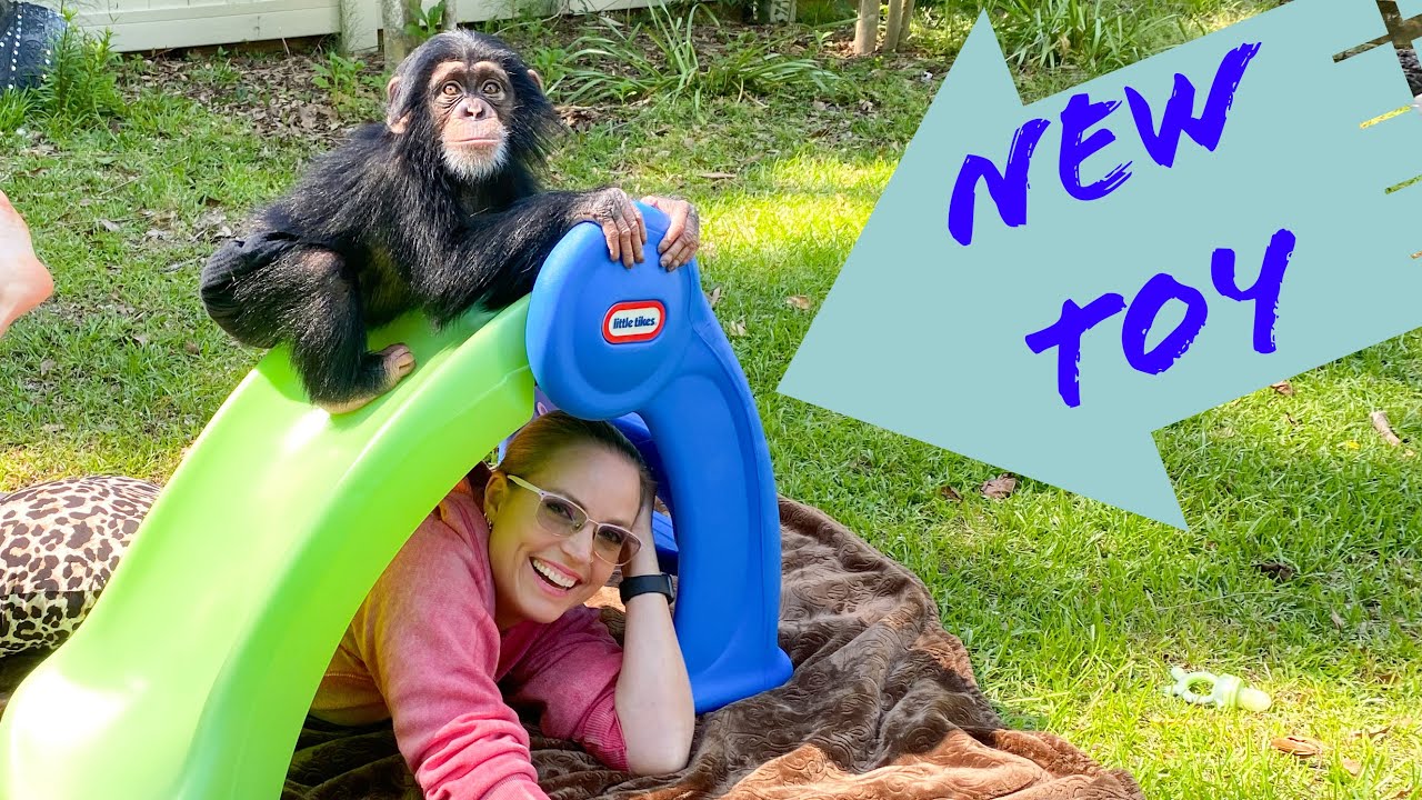 CHIMP playing on his new slide !! - YouTube