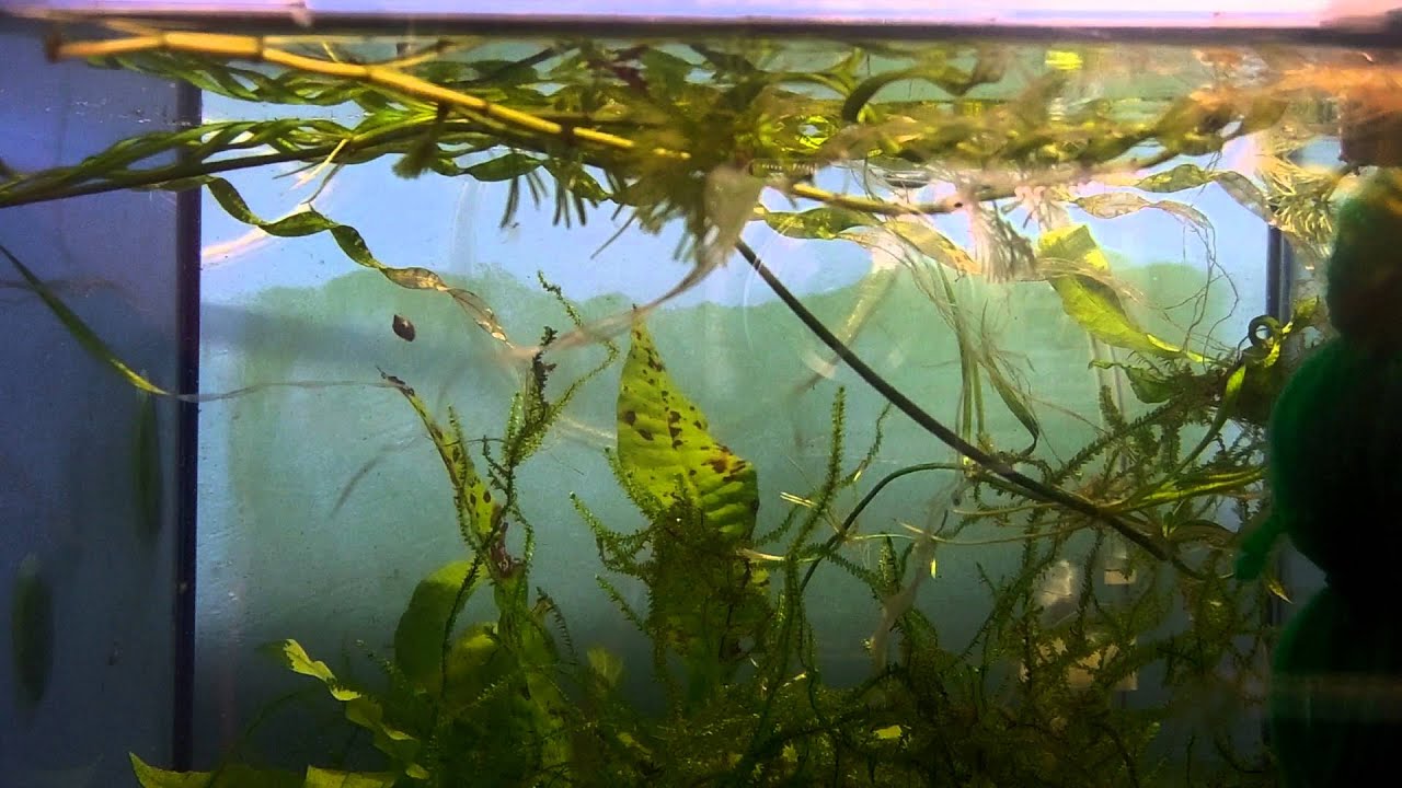 Procatopus similis young feeding - YouTube