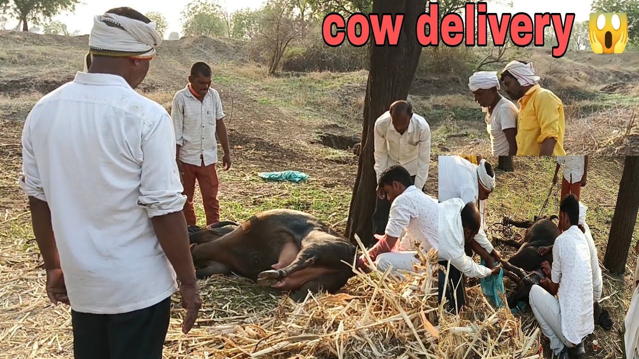 cow delivery | गाय delivery करताना | cow giving birth to lovely male ...