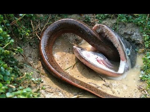 Gran Caza Del Monstruo Vaam O La Anguila Monstruo De Los Peces No ...