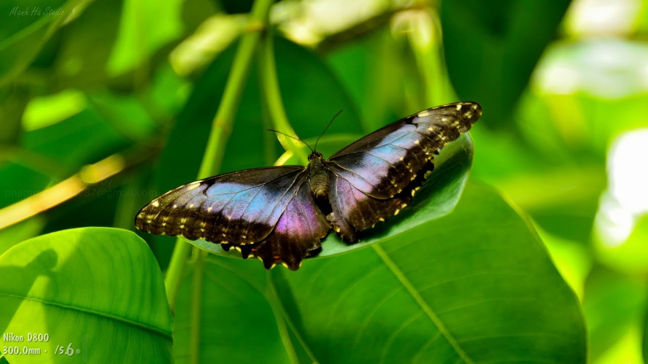 Nikon D800 Sample Photos