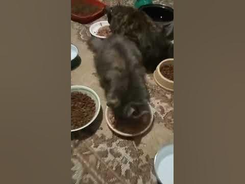 Котики кушают вкусные подарки - YouTube