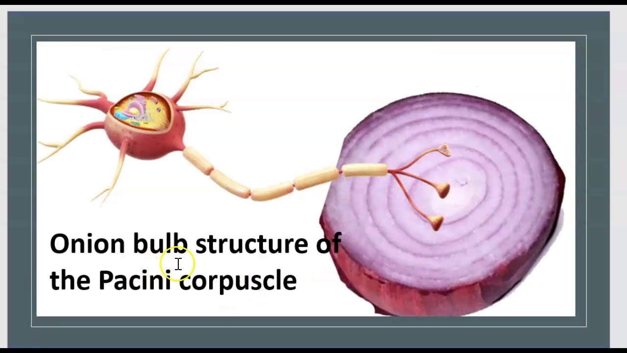 Physiologie Les Récepteurs Sensoriels Sensibilité tactile propioceptive ...