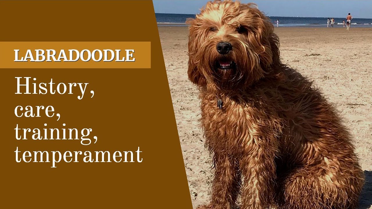 Labradoodle - The Designer cross breed of Labrador & Poodle - YouTube