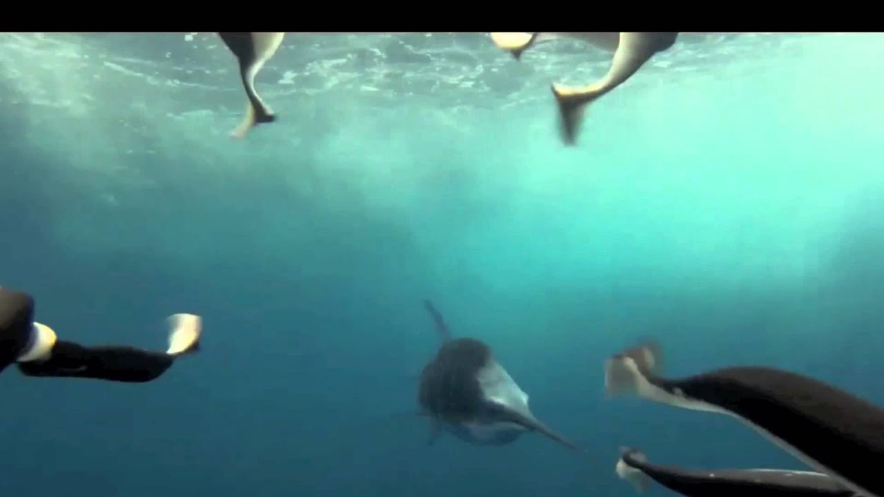 GoPro on a Dredge Sailfish.mp4 - YouTube