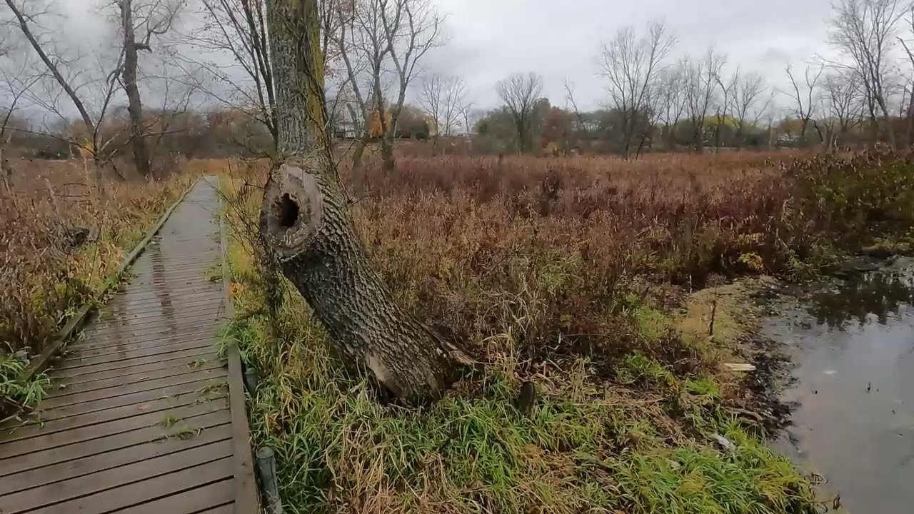 Relaxing Walk and Nature Sounds - YouTube