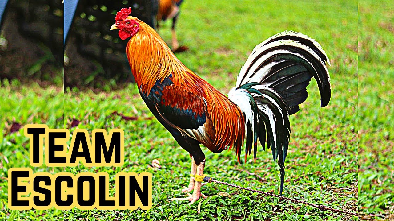 Team Escolin | Vic Lacsao | IGF - YouTube