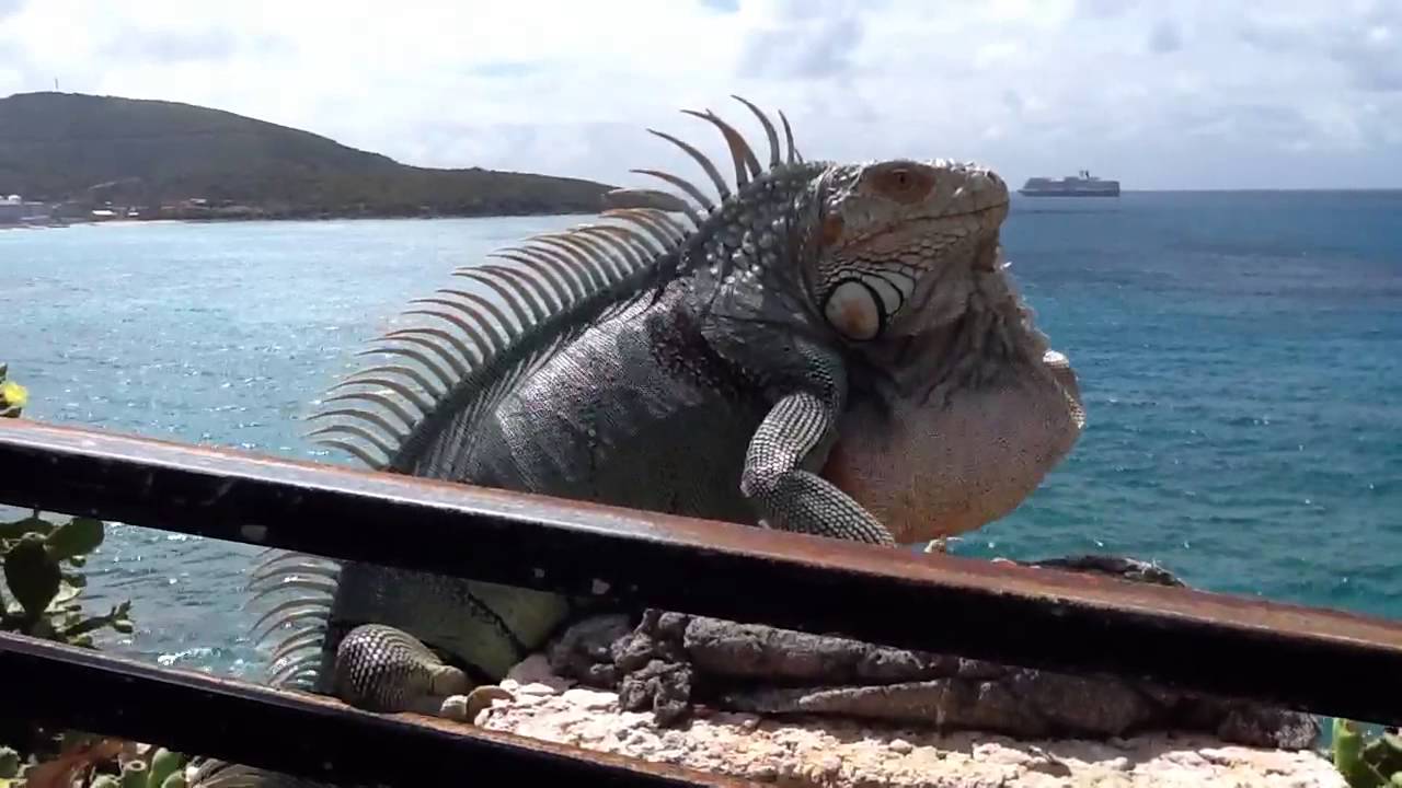 Huge iguana - YouTube