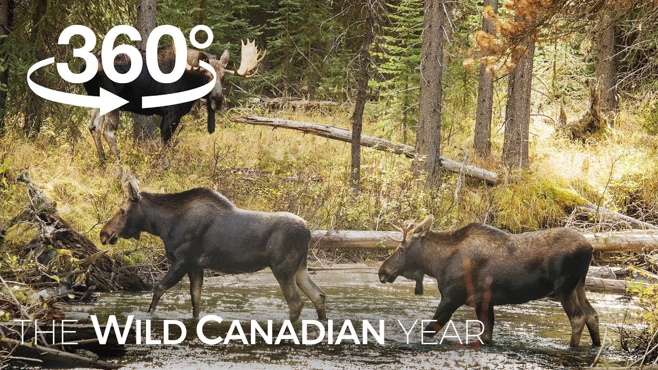 Best of Wild Canada (360 Video) | Wild Canadian Year - YouTube