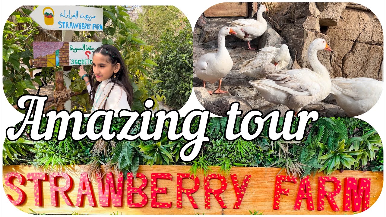 Don’t miss this place in Taif/ Strawberry Farm / great experience #taif ...