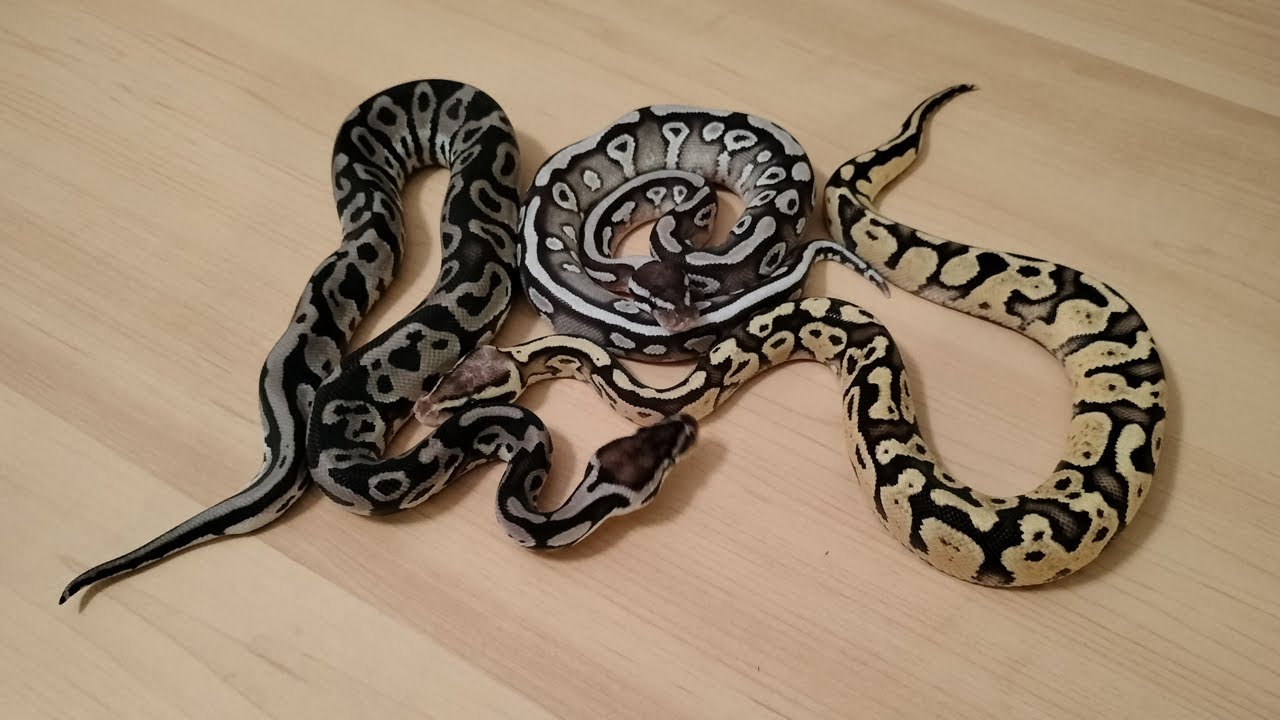 My Ball Python Collection 2023 - YouTube