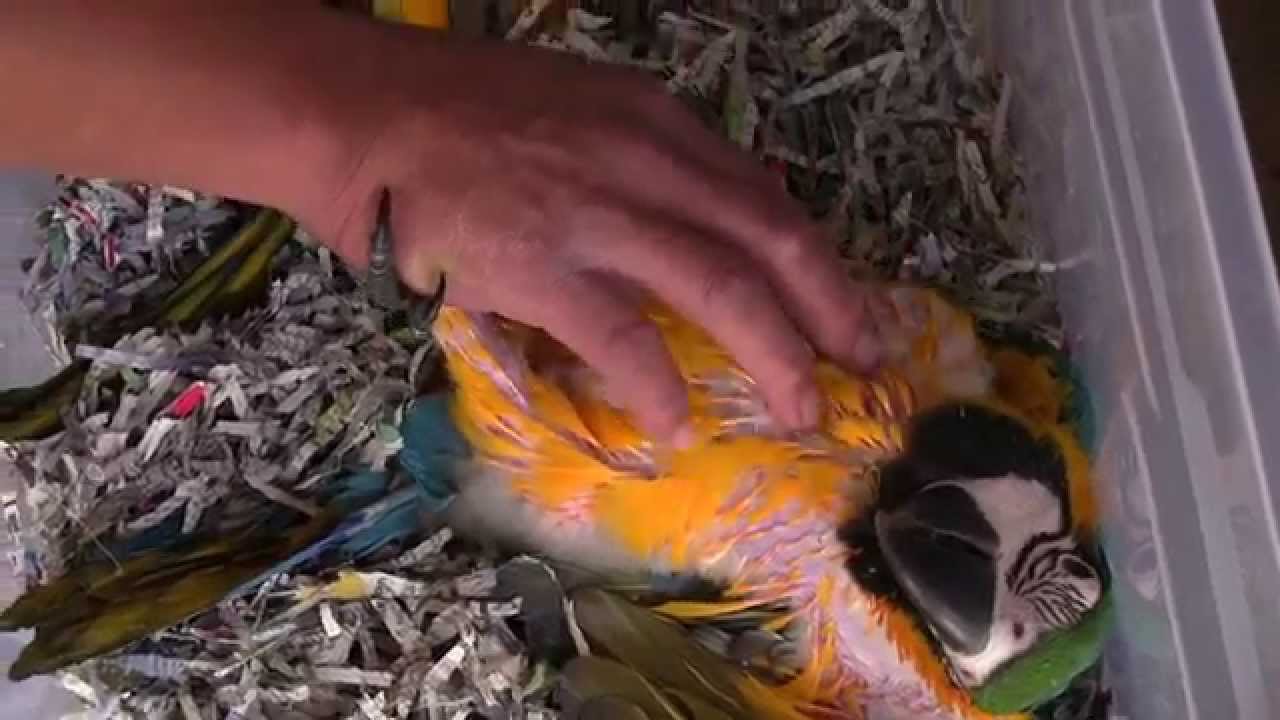 Baby Blue and Gold Macaws at HFFN Hawaii Parrot Club. - YouTube