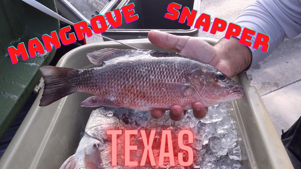 FISHING for MANGROVE SNAPPER in TEXAS - YouTube