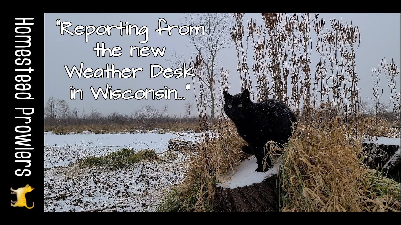 The Cat Weather Report From Wisconsin: The Flurries - YouTube