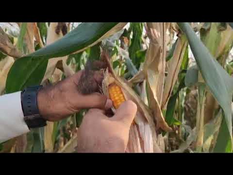 Silage Production at the DayZee Farms Bhawalpur - YouTube