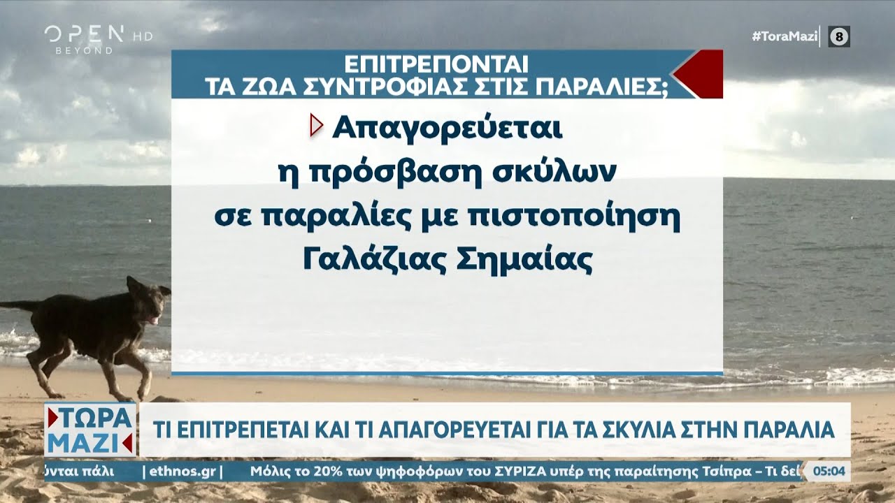 Τι επιτρέπεται και τι απαγορεύεται για τα σκυλιά στην παραλία | Τώρα ...