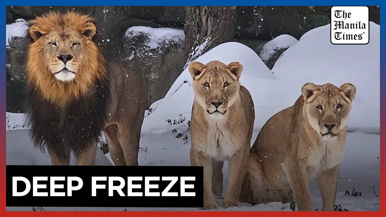 Snowy paws and hooves: Houston Zoo animals delight in rare snowfall ...