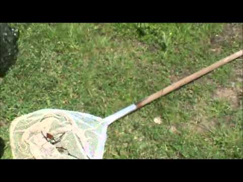 Turtle Hunting - YouTube