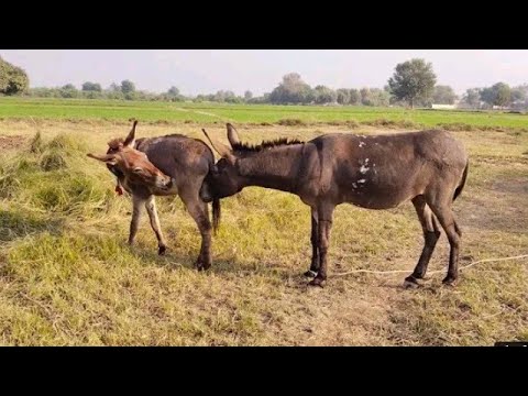Amazing speed Donkey meetings - YouTube