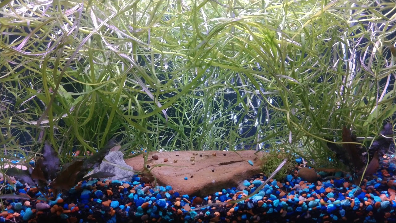 super shrimp time lapse - YouTube