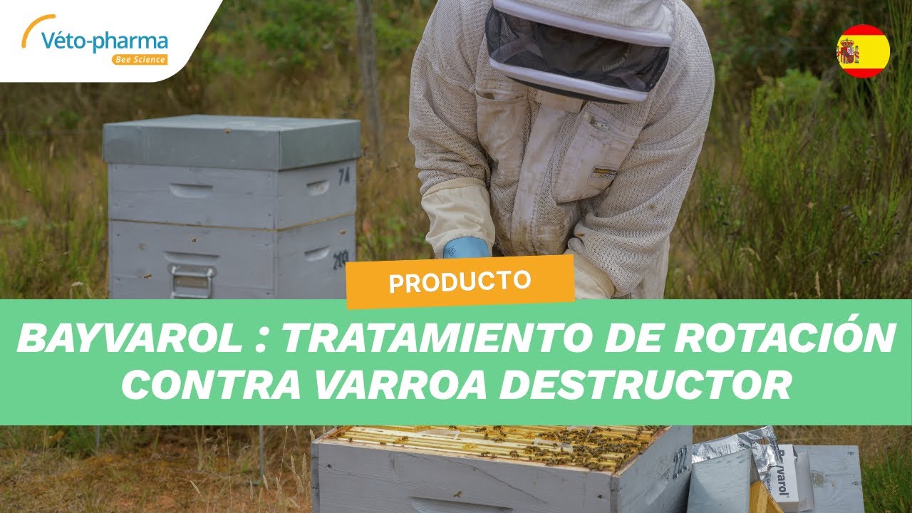 Bayvarol: tratamiento de rotación contra Varroa destructor - YouTube