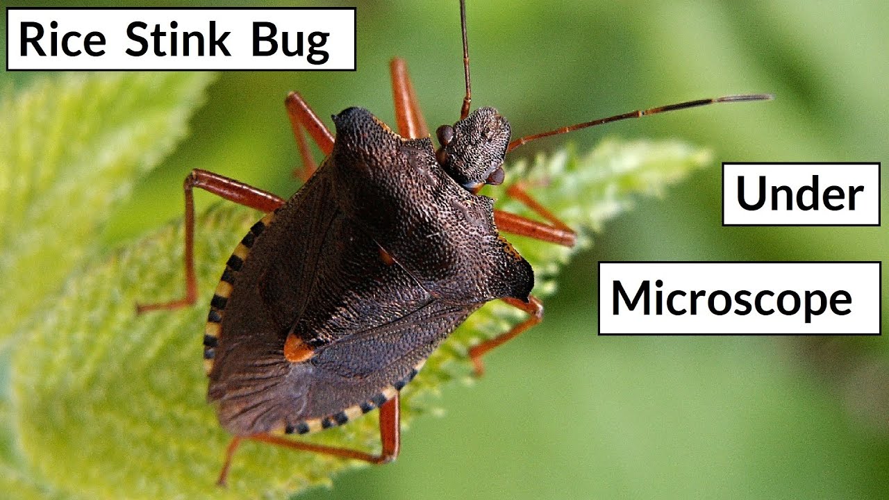 Satisfying Arthropoda !!! Stinky Rice Bug Under Microscope ...