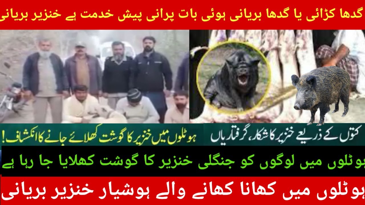 PIG MEAT sell IN PAKISTAN restaurant|pakistan min jangli khanziron ka ...