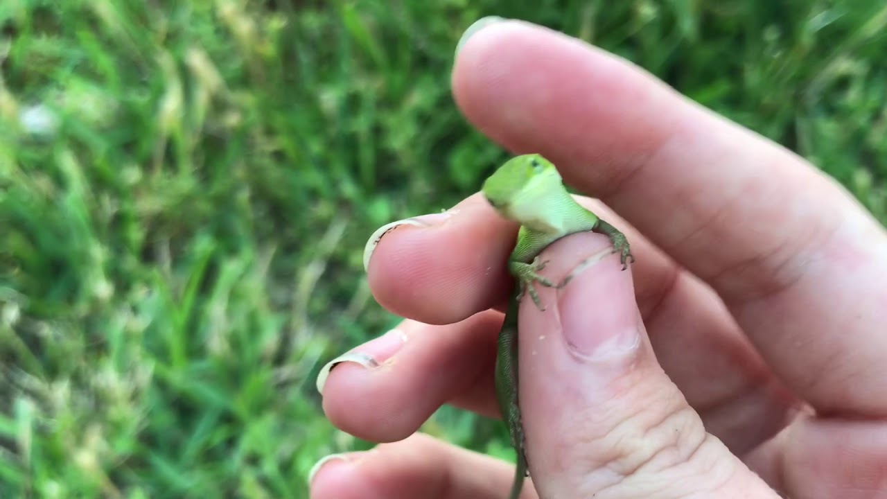 Don’t boop lizard snoot - YouTube