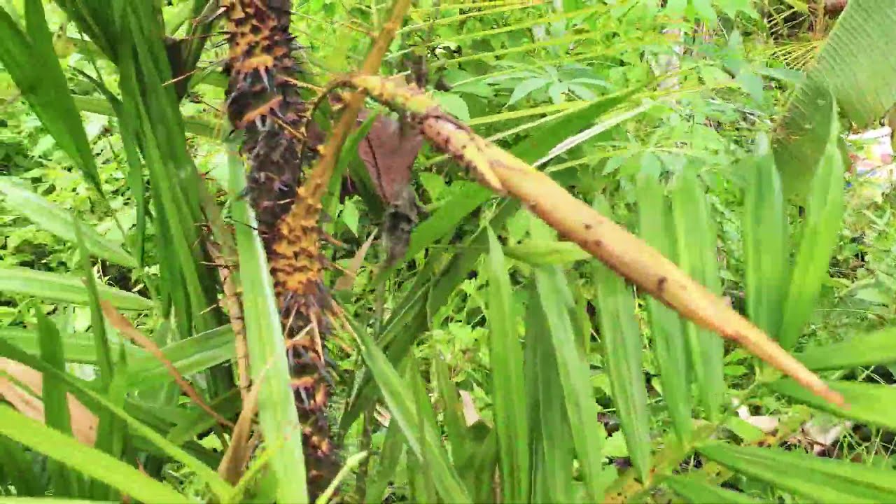 KEBUN JERNANG USIA TANAM 18 BULAN (call/WA085371888861) - YouTube