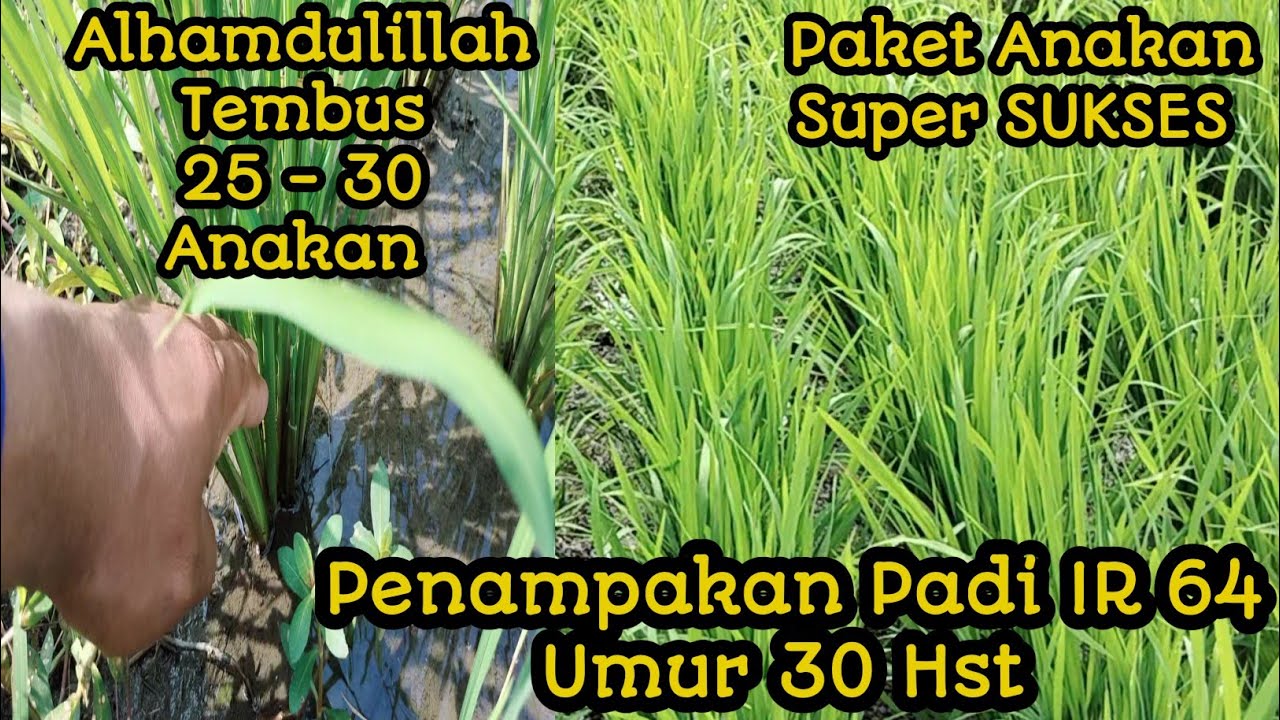 Padi IR 64 umur 30 Hst - YouTube