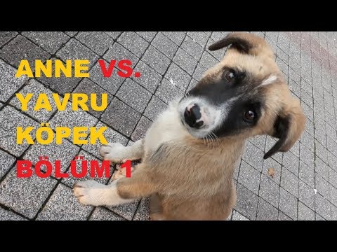 Anne ve Sevimli Yavru Köpek Şakalaşırsa/ Yüze Tebessüm Akseder/ 1. Bölüm