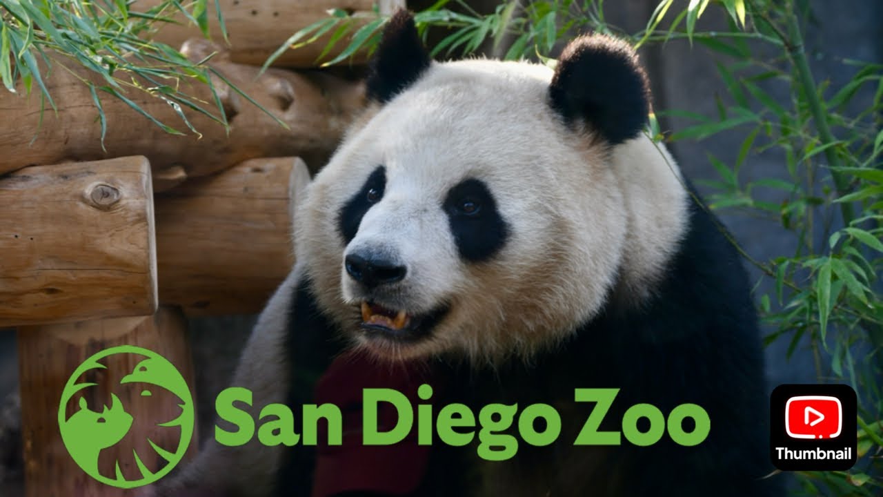 San Diego Zoo Panda Ridge Viewing Tips - YouTube
