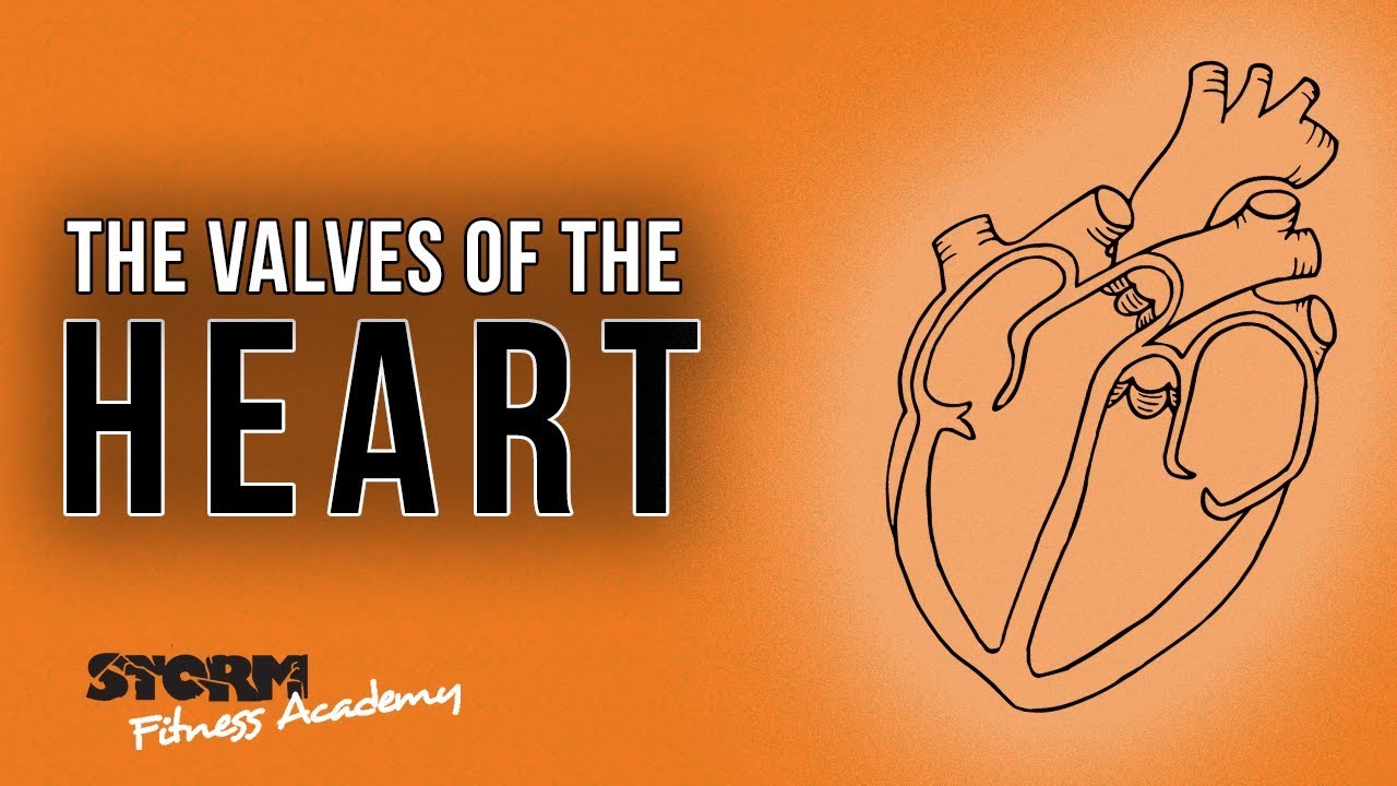 The Heart Valves | Storm Fitness Academy - YouTube