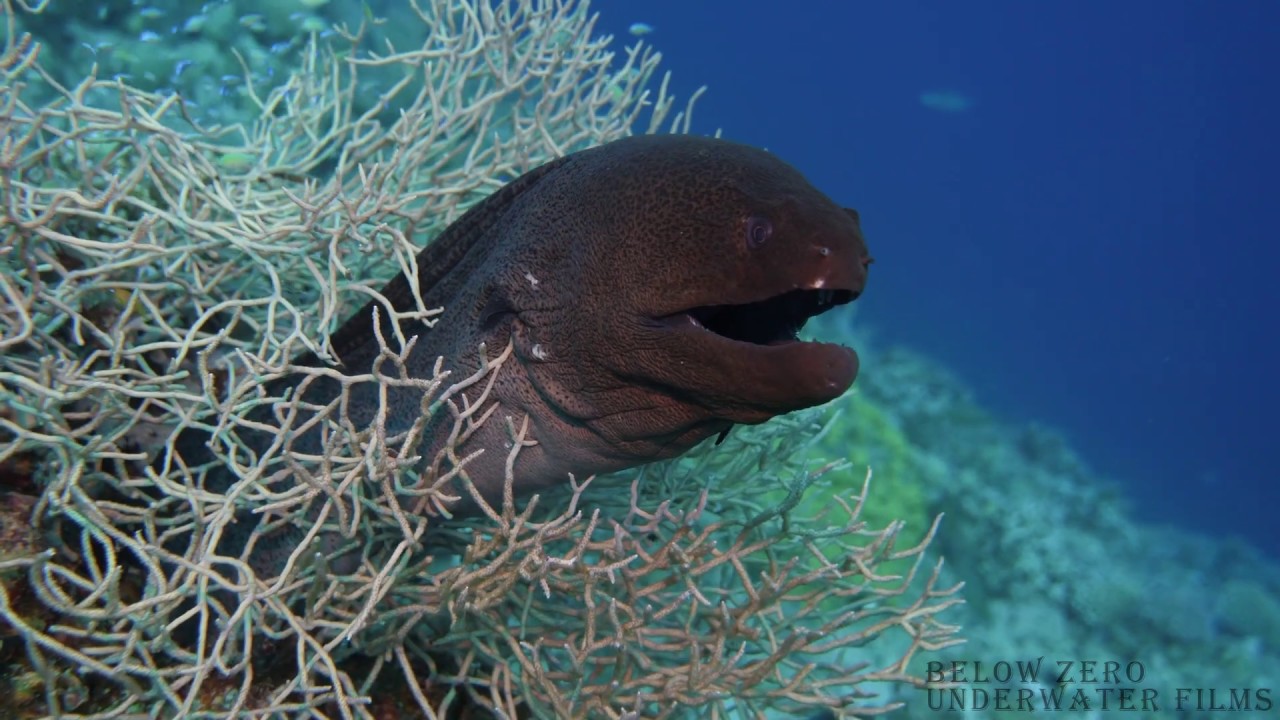 Morays - Real beauties - YouTube