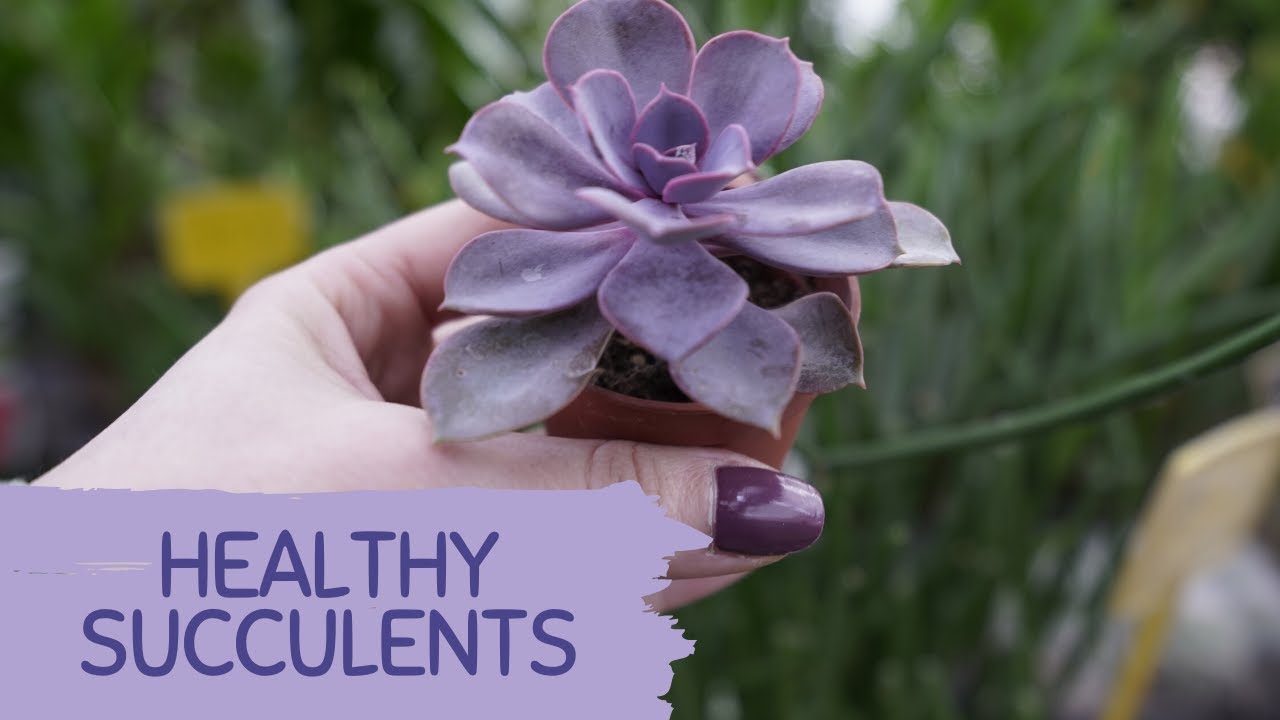 TIPS AND SECRETS FOR CHOOSING THE RIGHT SUCCULENTS. How to choose ...