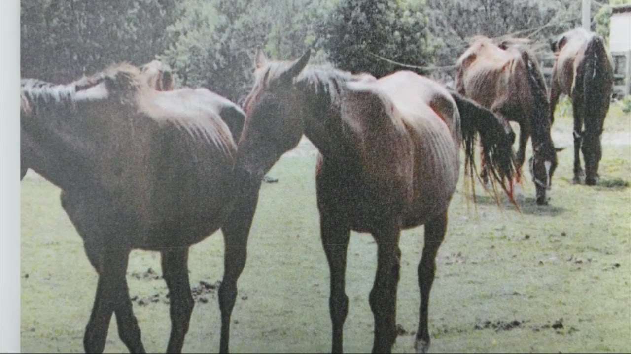 Deputies found dozens of emaciated animals at women's residence - YouTube
