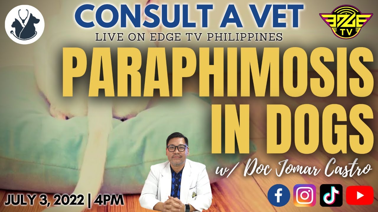 PARAPHIMOSIS IN DOGS - YouTube